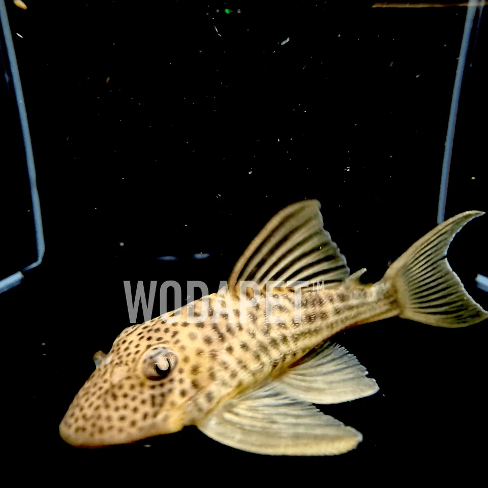 2026 白帆黑騎士 L141 觀賞水族 - WODAPET ™︎｜日向沃泰-專業觀賞水族銷售